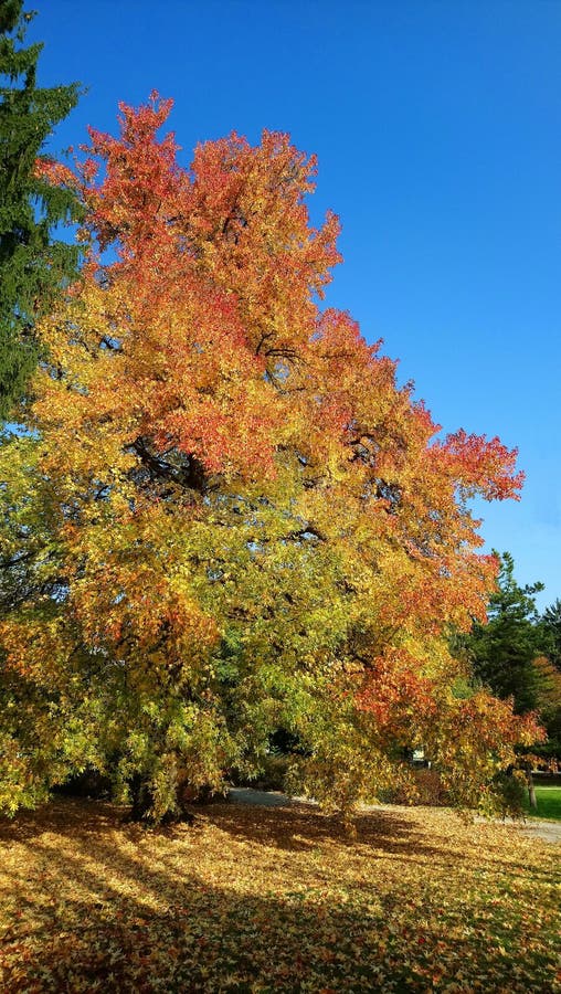 Red Maple Tree in Autumn Park Stock Photo - Image of natural, sunny ...