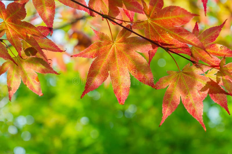 Red maple tree background stock image. Image of scene - 61227699