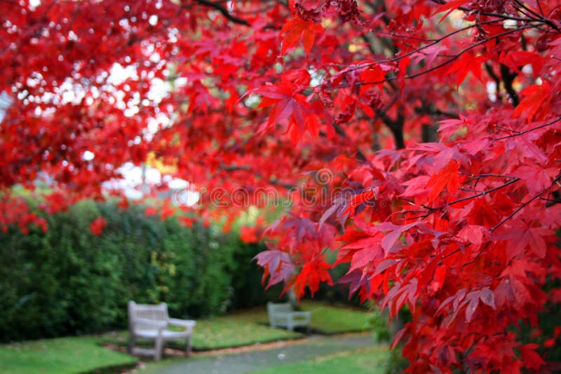 Red maple tree branches stock photo. Image of japanese - 210640298