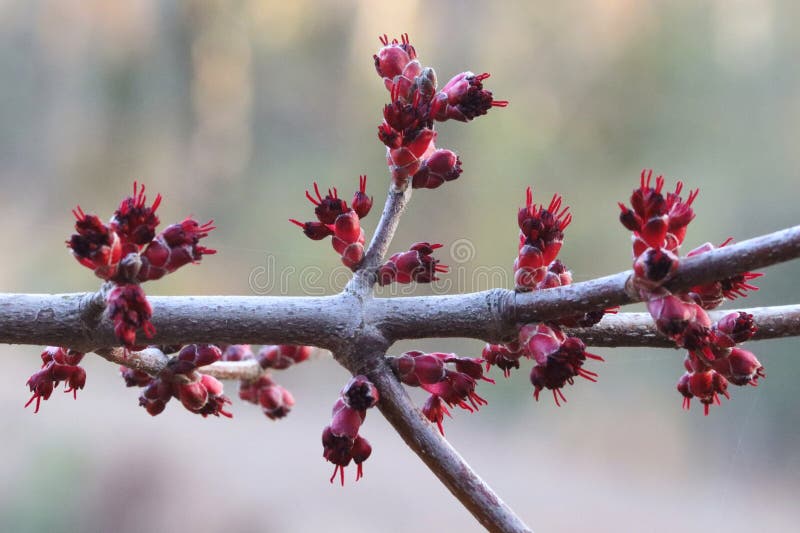 Buds on Red Maple Tree Branch Stock Photo - Image of food, flower ...