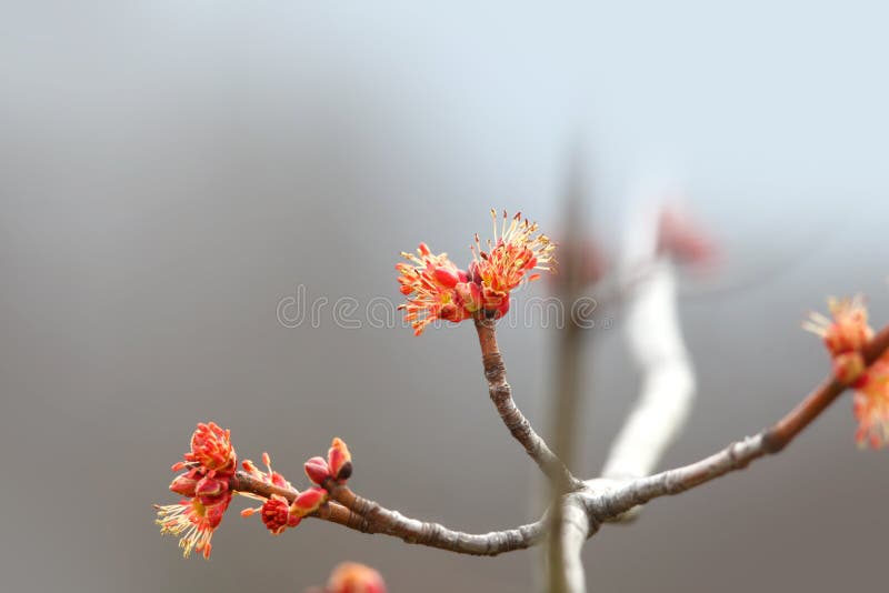 Red maple tree budding stock image. Image of health, macro - 90465809