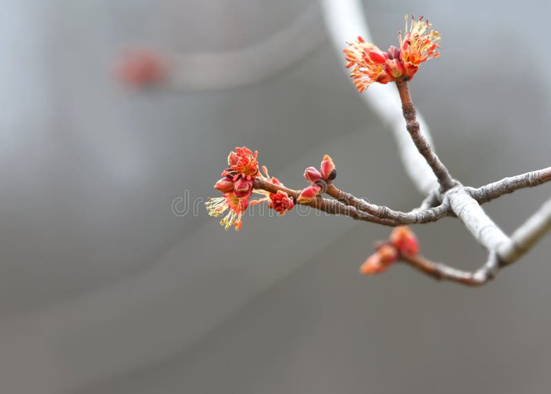 Red maple tree budding stock photo. Image of environment - 90836512