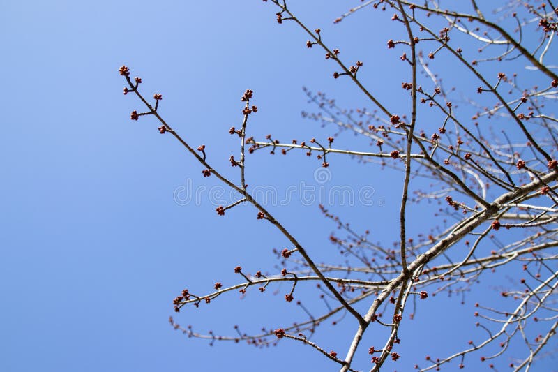 Red Maple Tree Budding in Springtime Stock Image - Image of vernal ...