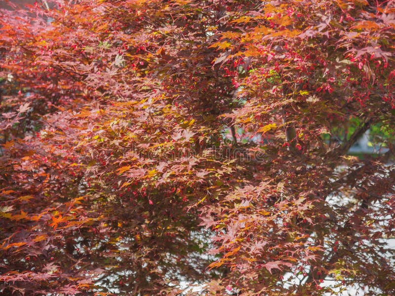 Red maple tree stock image. Image of maple, texture, flora - 40210765