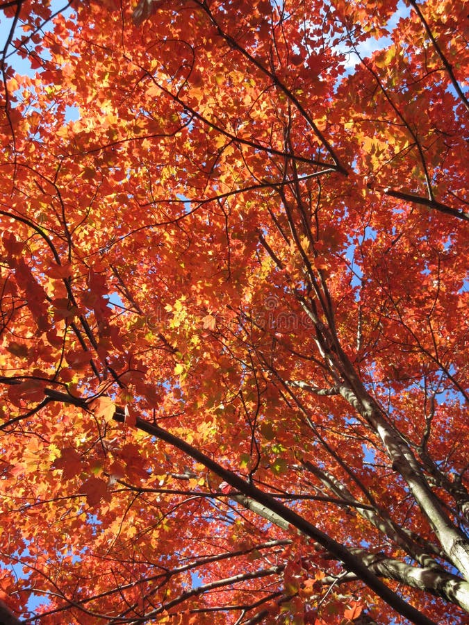 Red Maple Tree Canopy in November Stock Photo - Image of leaves ...