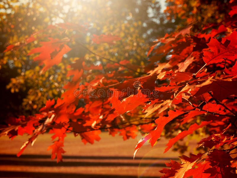 Red maple tree stock image. Image of bright, background - 128767743