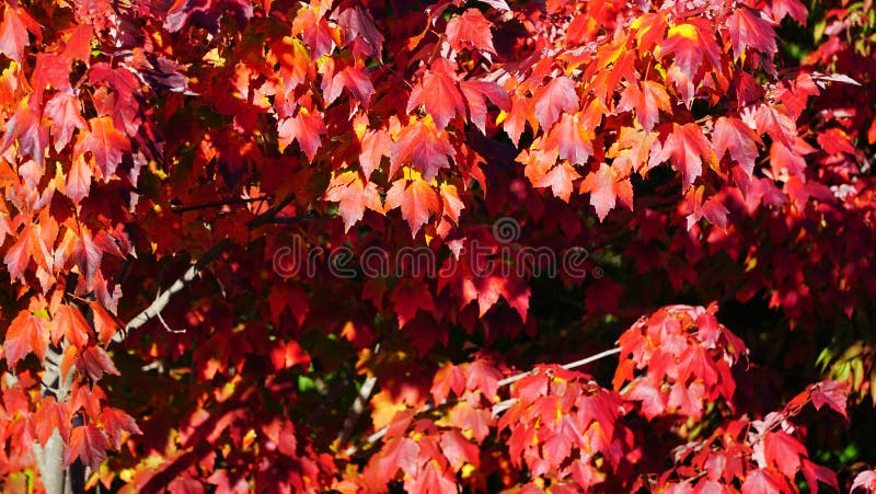 Red maple tree stock photo. Image of orange, canada, canadian - 80460368