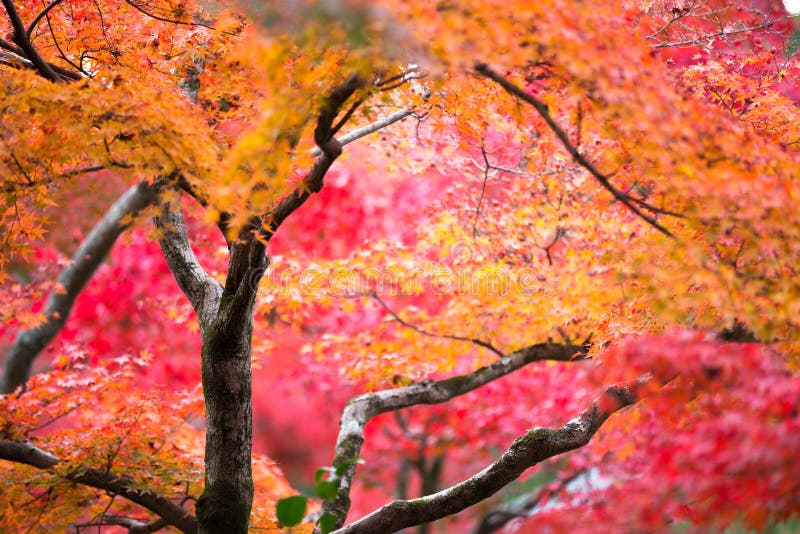 2,500+ Red maple tree Free Stock Photos - StockFreeImages