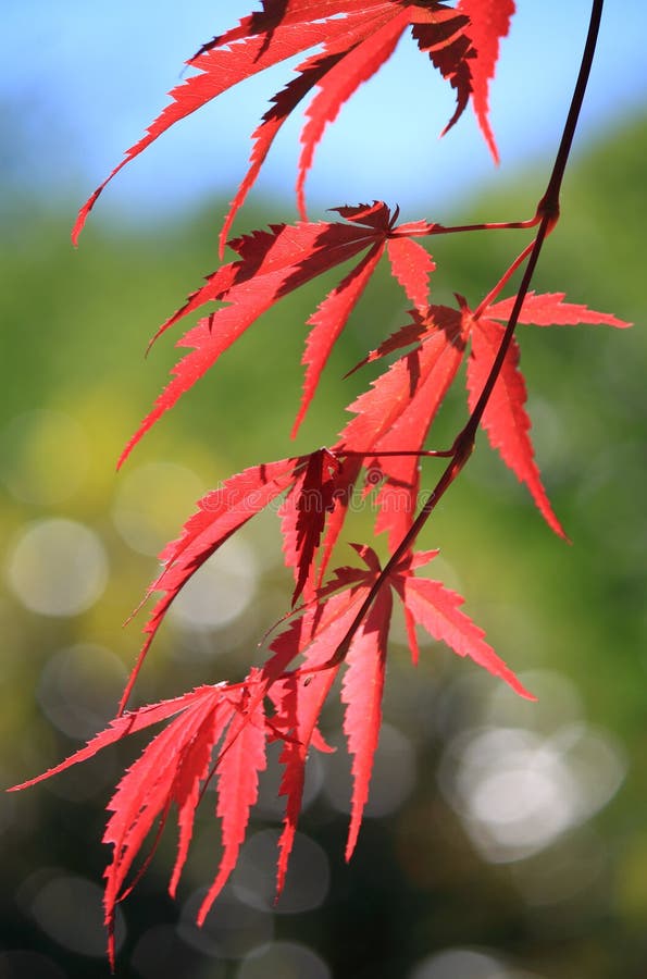 2,421 Vine Maple Tree Stock Photos - Free & Royalty-Free Stock Photos ...