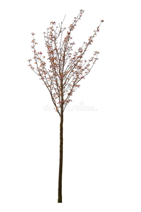 Red Maple Tree Cutout, Spring Tree Blooming Isolated on White ...