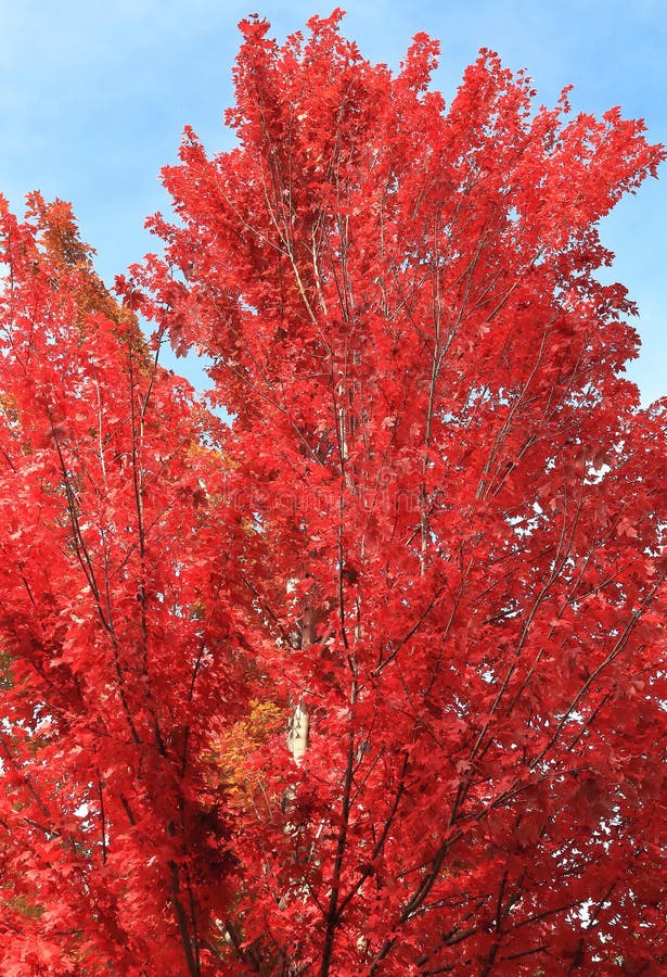 Red Maple Tree. Fall, Blue Sky, Natural Background Stock Image - Image ...
