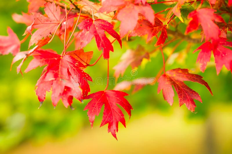 A Red Maple Tree in the Fall with the Leaves Turning Red. Stock Photo ...