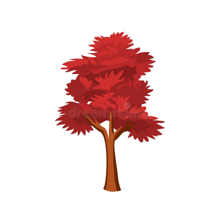 Red Maple Tree Flat Vector Illustration, Acer Rubrum or Scarlet Maple ...