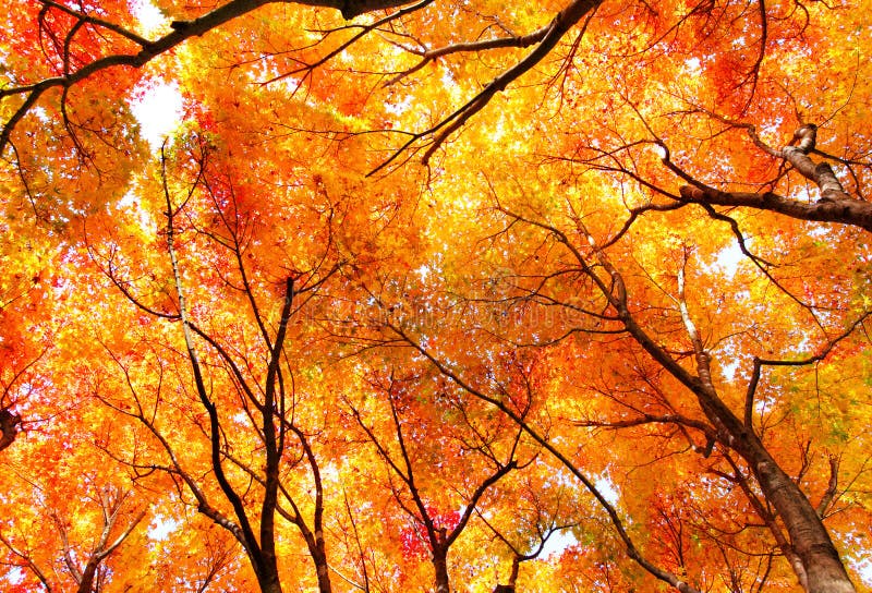 Red maple tree forest stock image. Image of foliage, forest - 38721411