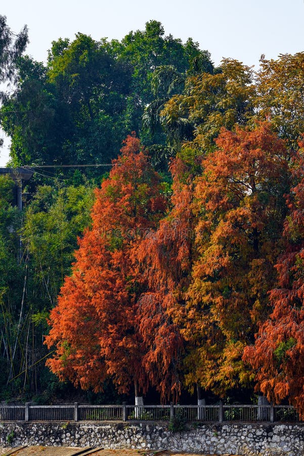 Red Maple Tree Forest by the Water in Autumn, Autumn Scenery Stock ...