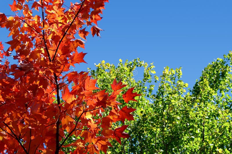Red Maple Tree Green Leaves and Sky Stock Image - Image of bright ...