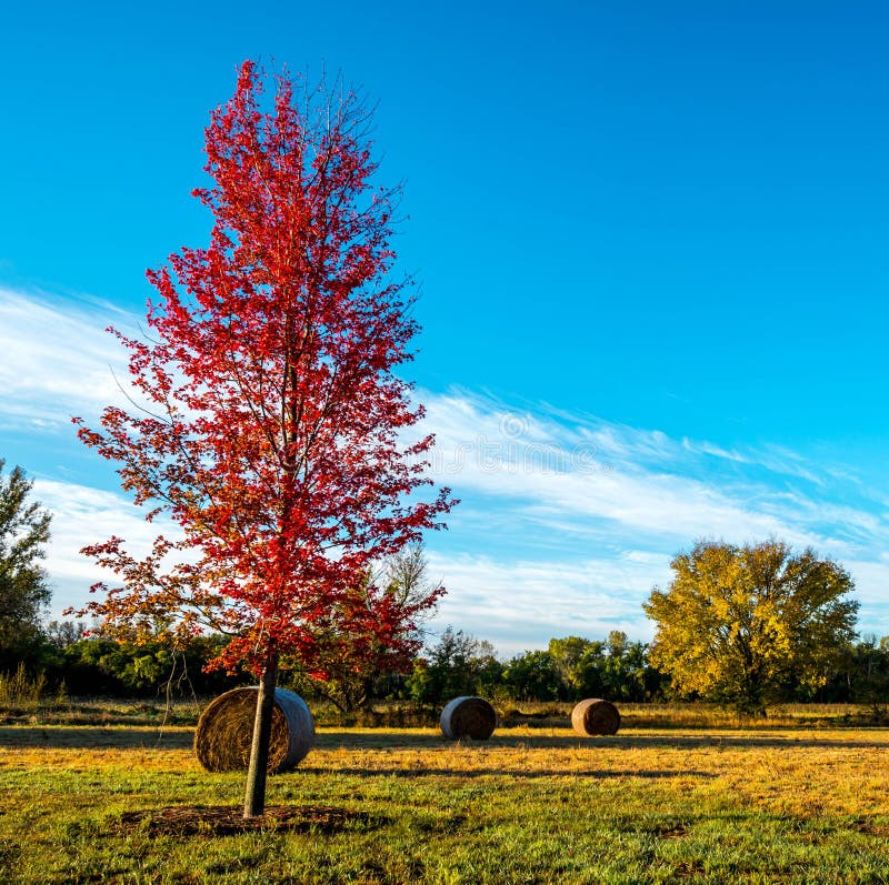 Red Maple Tree with Hay Bales Stock Image - Image of nebraska, harvest ...