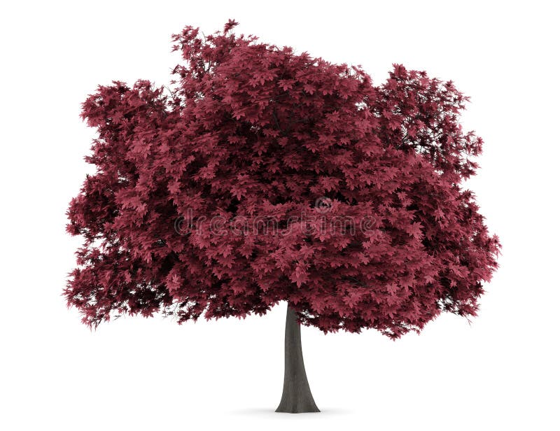 Purple Tree Isolated on a White Background Stock Photo - Image of ...
