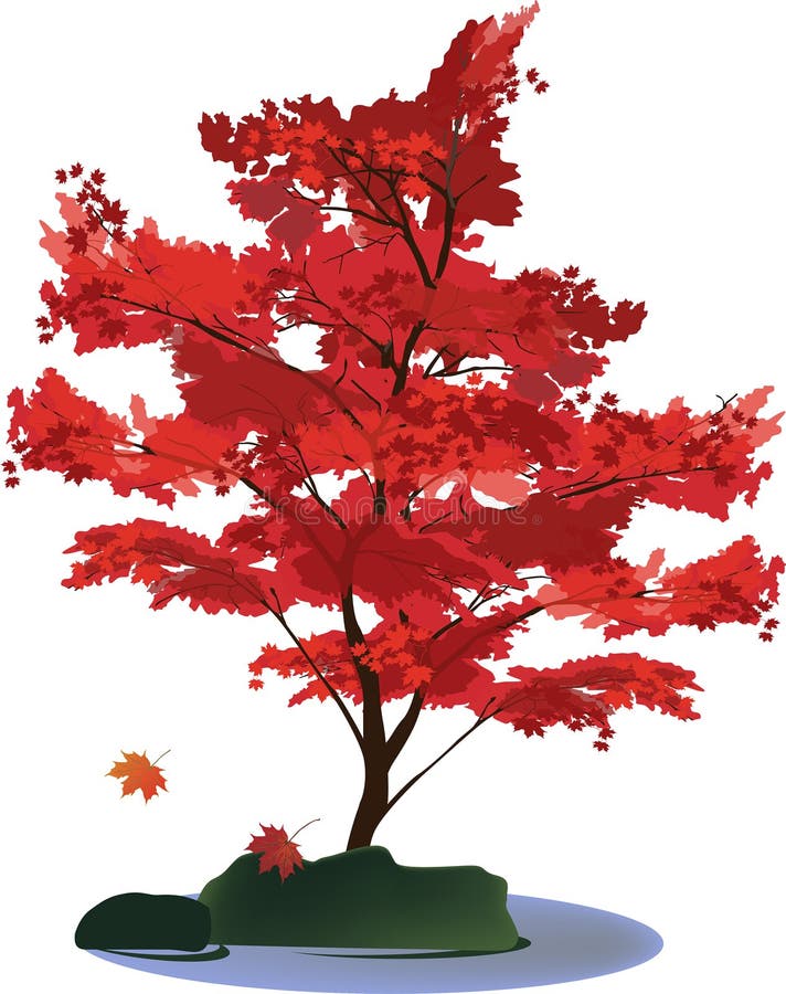 Red Maple Tree Isolated on White Illustration Stock Vector ...