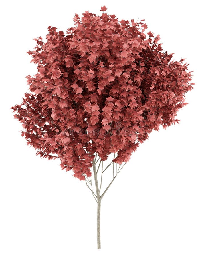 Red Maple Tree Isolated on White Stock Illustration - Illustration of ...