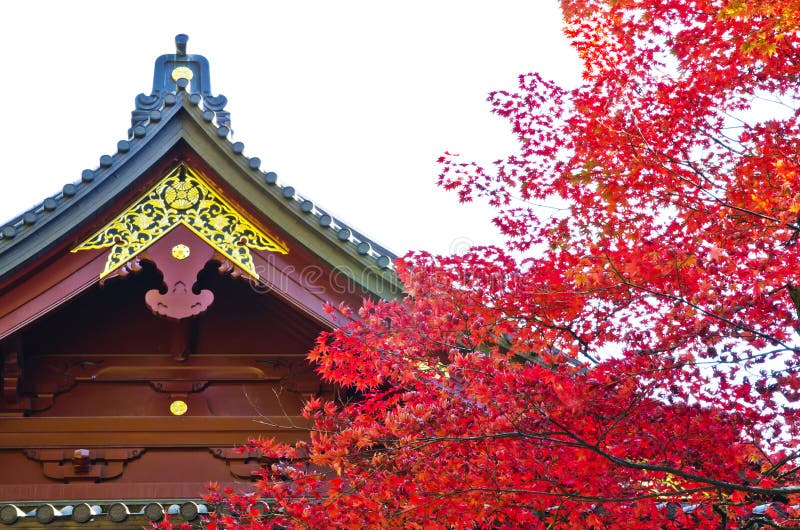 Red Maple Tree in the Japan Stock Photo - Image of colors, tree: 53429492