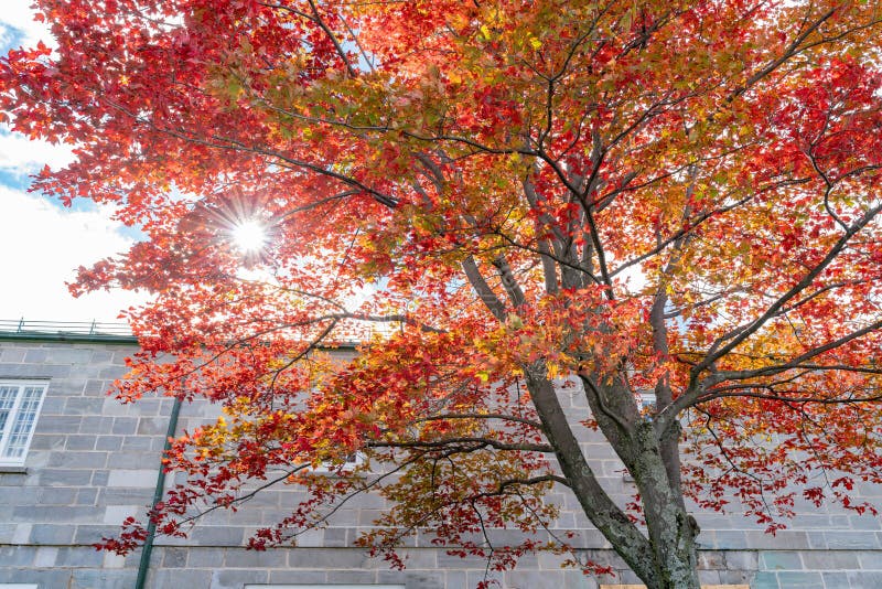 Red Maple Tree in the La Citadelle De Quebec Stock Image - Image of ...