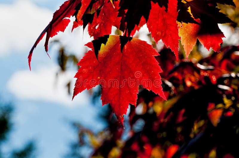 Red Maple Tree Leaf, Back Lit Stock Image - Image of orange, park: 27943767
