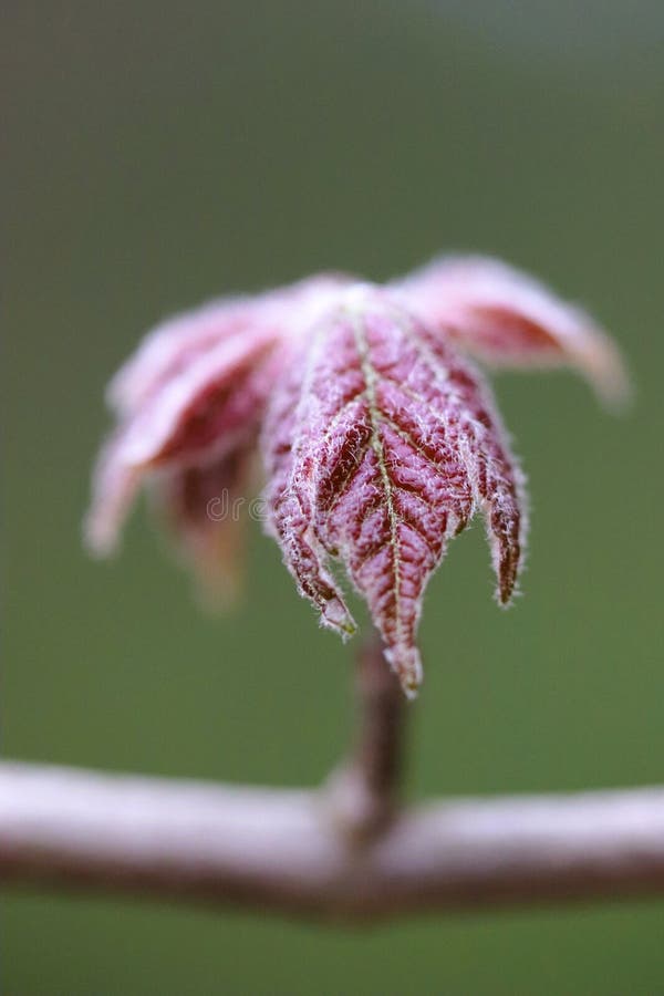Red Maple Tree Leaf Bud Tree on Branch Stock Image - Image of ...