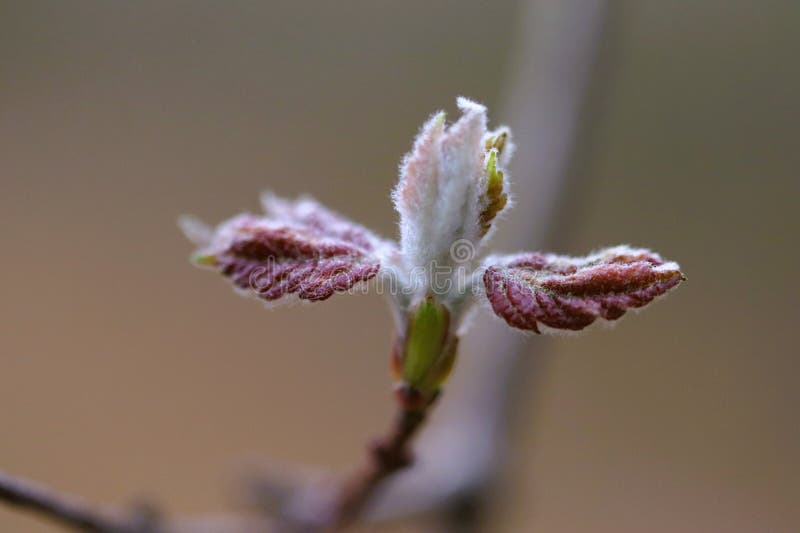 Red Maple Tree Leaf Bud Taking Flight Stock Photo - Image of tree ...