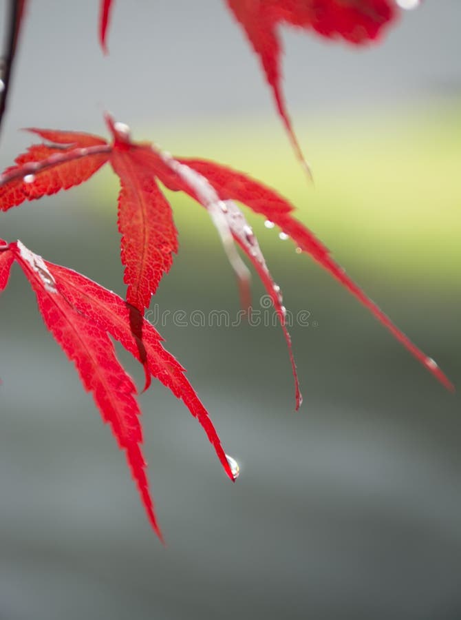Red Maple Tree Leaves in Autumn. Japanese Maple Tree Leaves on Green ...