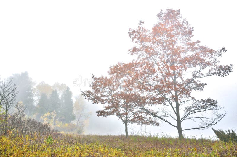 The Red Maple Tree on a Misty Morning Stock Image - Image of brown ...