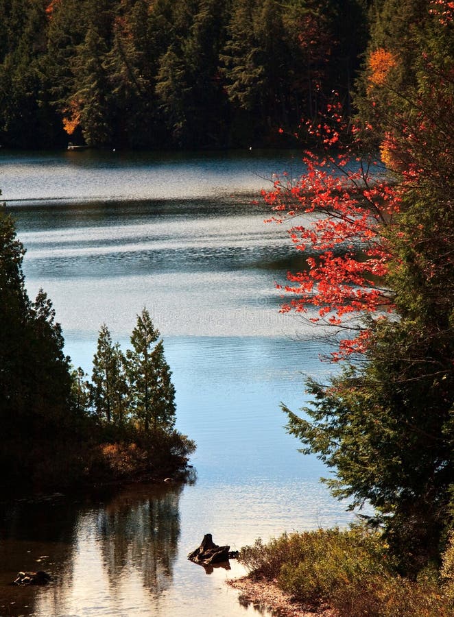 Red Maple Tree Ont the Cliff Stock Image - Image of algonquin, color ...