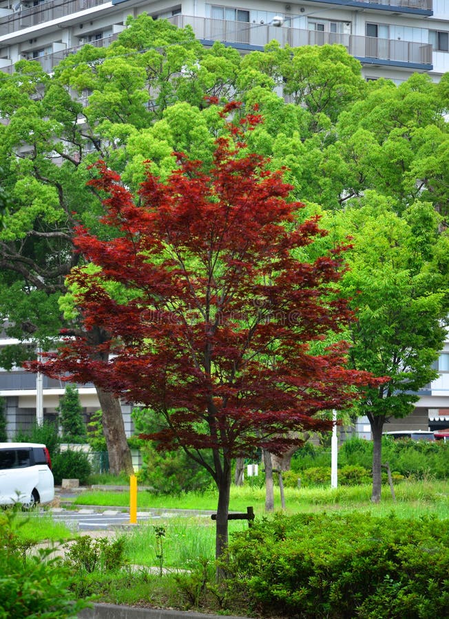 Red maple tree in a park stock photo. Image of landscape - 152626352