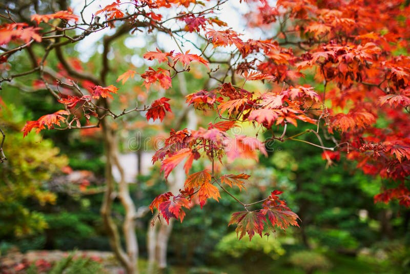 Red Maple Tree in Park on a Fall Day Stock Image - Image of autumn ...