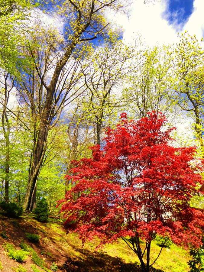 Red Maple tree in spring stock photo. Image of springtime - 95697438