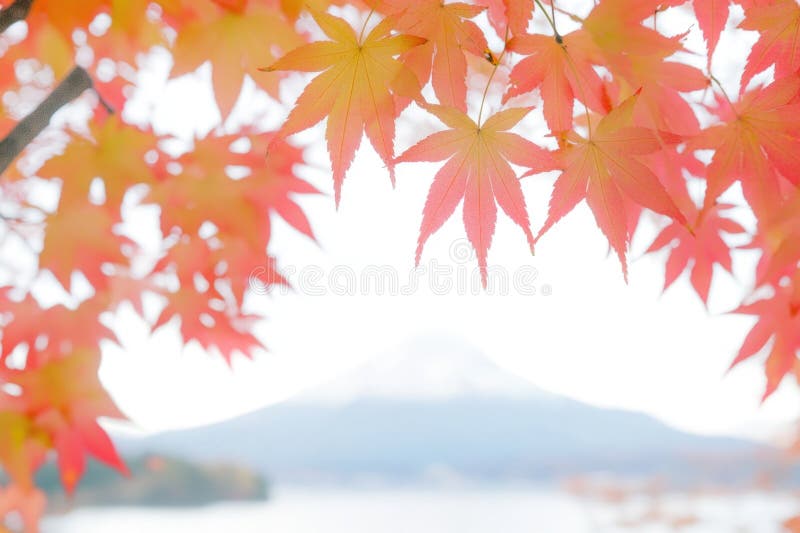 A Red Maple Tree Stands Tall Against a Mountain Backdrop, Offering ...