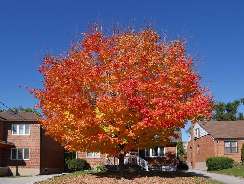 Red maple tree stock image. Image of front, house, autumn - 46611419