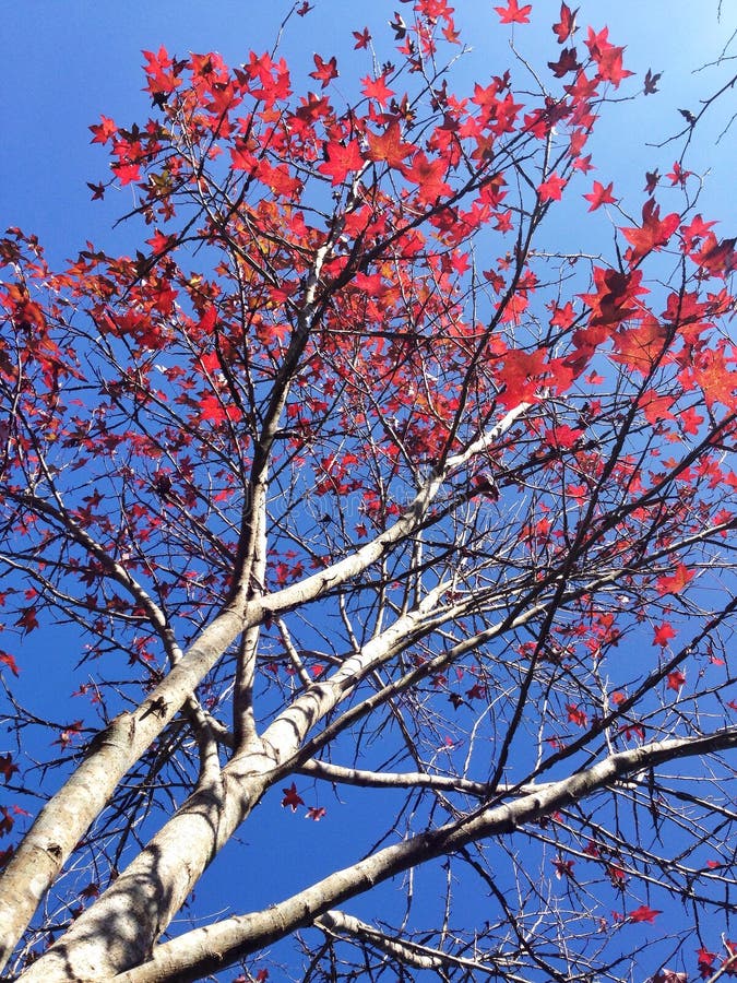 Red Maple tree stock image. Image of clear, natural, leaf - 50213033