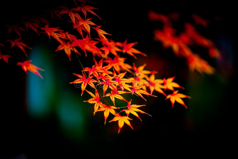 Red maple tree in winter stock image. Image of fall - 135504221