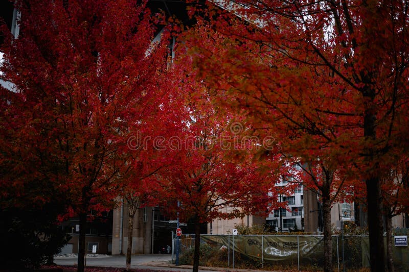 Red Maple Trees in the Fall Downtown Vancouver Stock Photo - Image of ...
