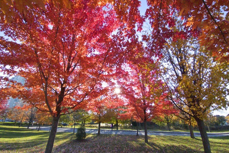 Red Maple Trees in the Park with Lens Flare Stock Image - Image of ...