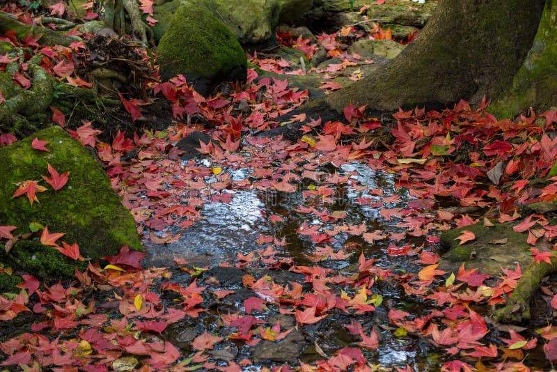 Red maple and stream stock photo. Image of south, korea - 6056312