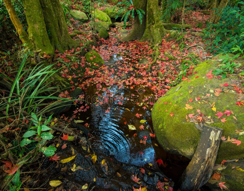 Red maple on water stream stock photo. Image of pavement - 70187246