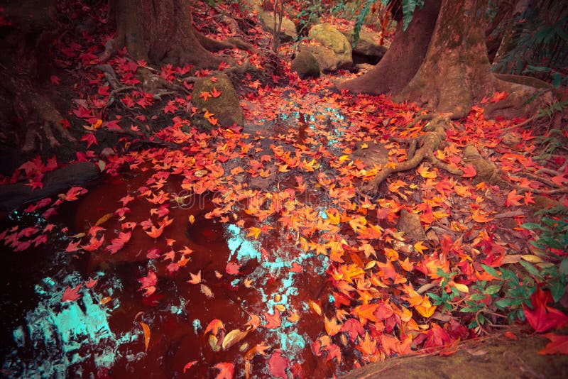 Red maple on water stream stock photo. Image of november - 70187406