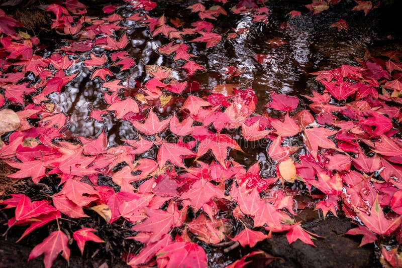 Red maple and stream stock photo. Image of south, korea - 6056312