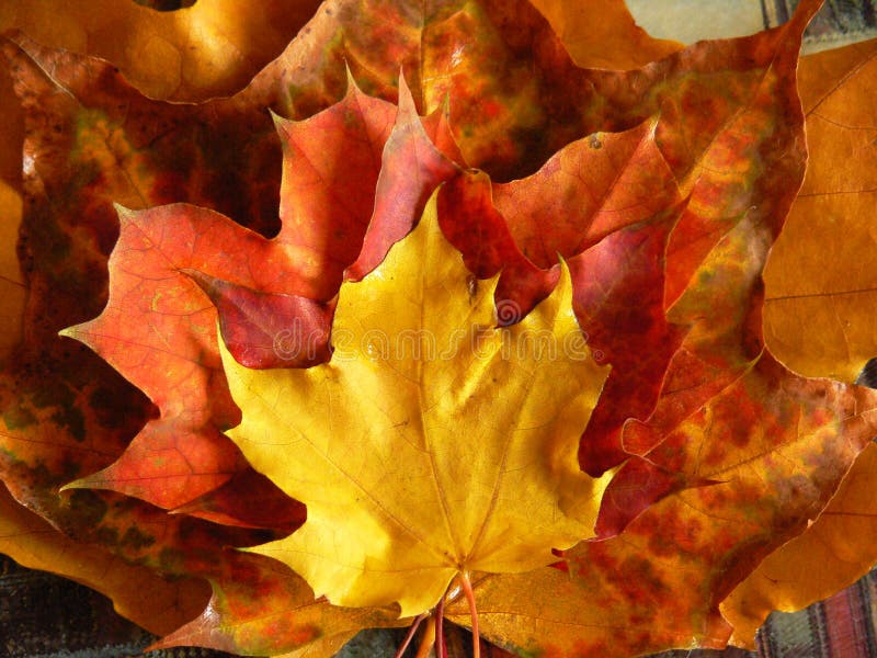 Red maples stock image. Image of lush, foliage, focus - 5059473