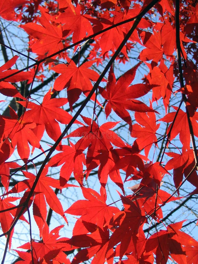 Red Maples stock photo. Image of fall, foliage, autumn - 813234