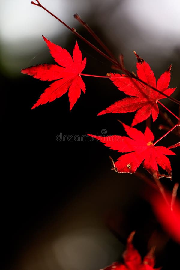 Red Maples in Autumn at Tokyo Stock Image - Image of leaf, autumn: 80493887