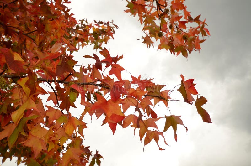 Red Maples in Autumn in Tuscany Stock Image - Image of japanese, canada ...
