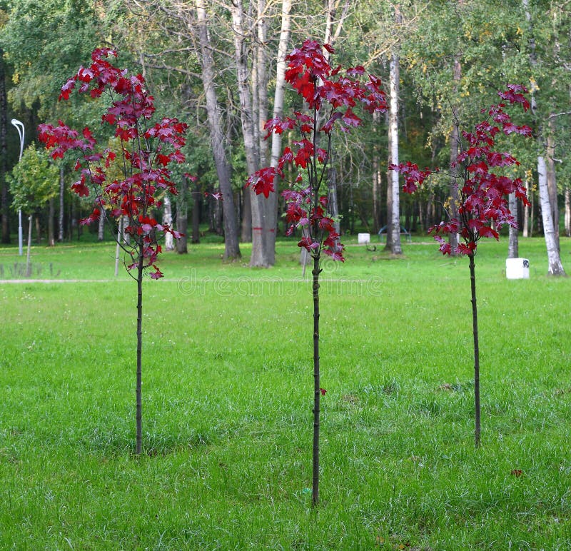Red Maples in a Green City Park Stock Photo - Image of bright, summer ...